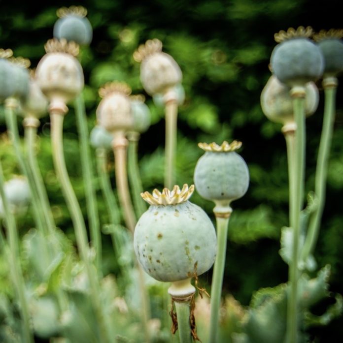 BIRMANIE - DROGUE : La production d'opium birman atteint des sommets ...